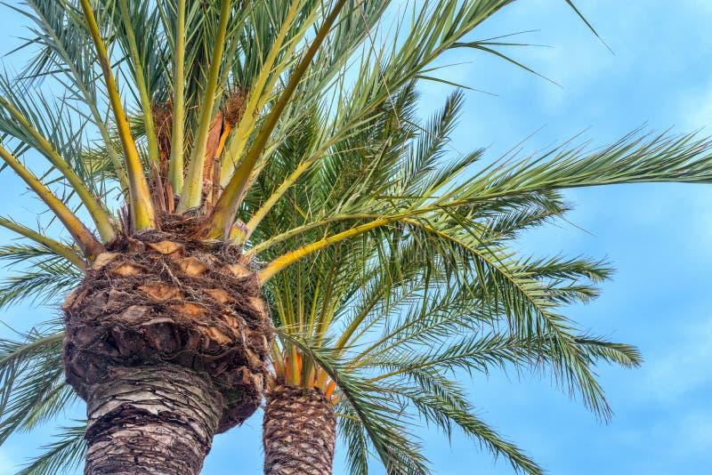 Spanish Palm Tree on Blue Sky Background Stock Photo - Image of ...