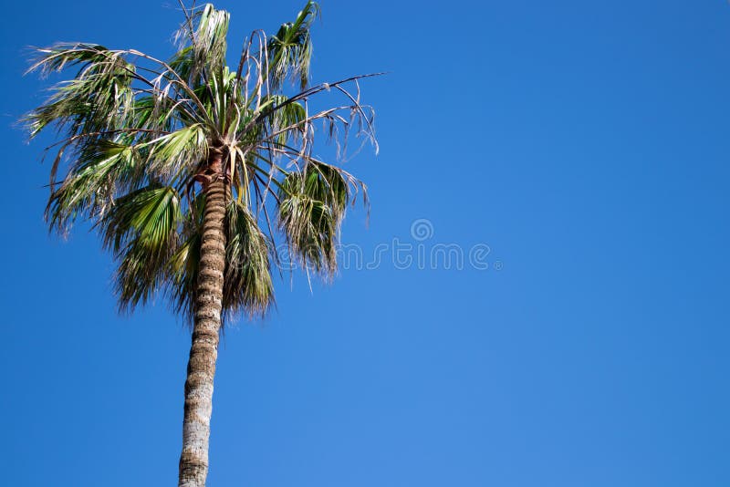 Spanish Palm Tree on Blue Sky Background Stock Image - Image of ...