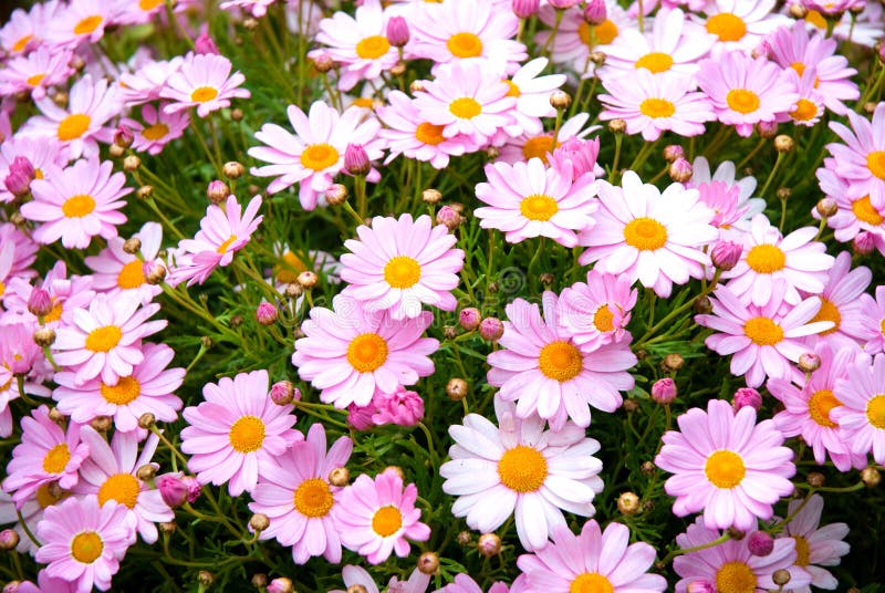 11+ Beautiful pink daisies green leaves Free Stock Photos - StockFreeImages