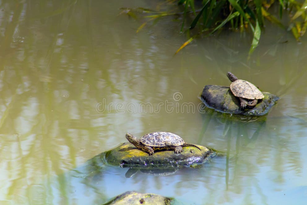 Spanish Pond Turtle Basking on a Rock in the Water Stock Image - Image ...