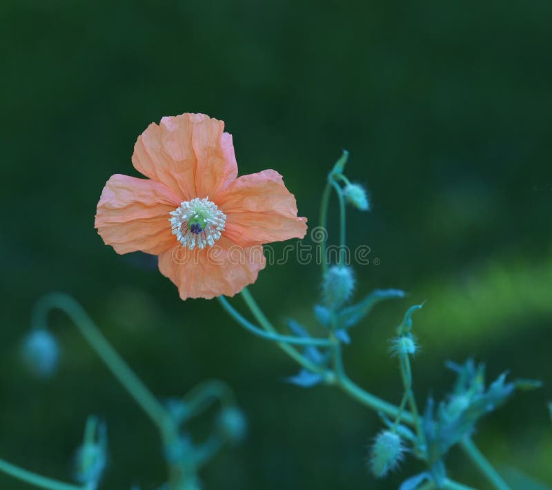 Spanish Poppy stock photo. Image of flower, bloom, poppy - 42362824