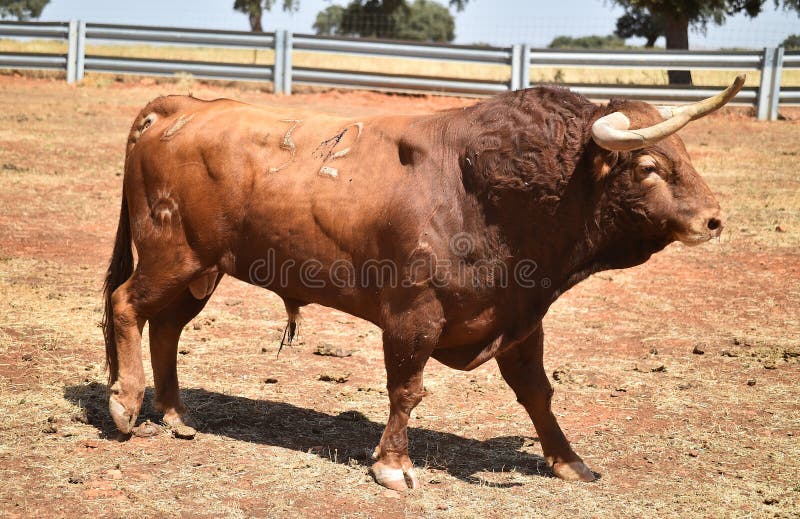 A Spanish Powerful Bull in the Cattle Farm Stock Photo - Image of ...