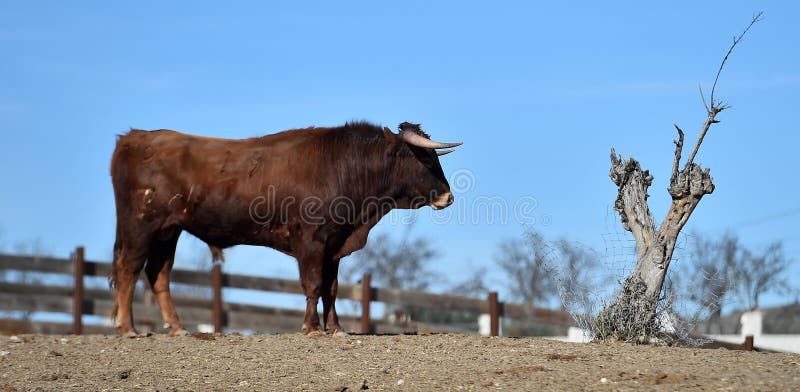 Spanish Powerful Bull in Cattle Farm Stock Image - Image of fierce ...
