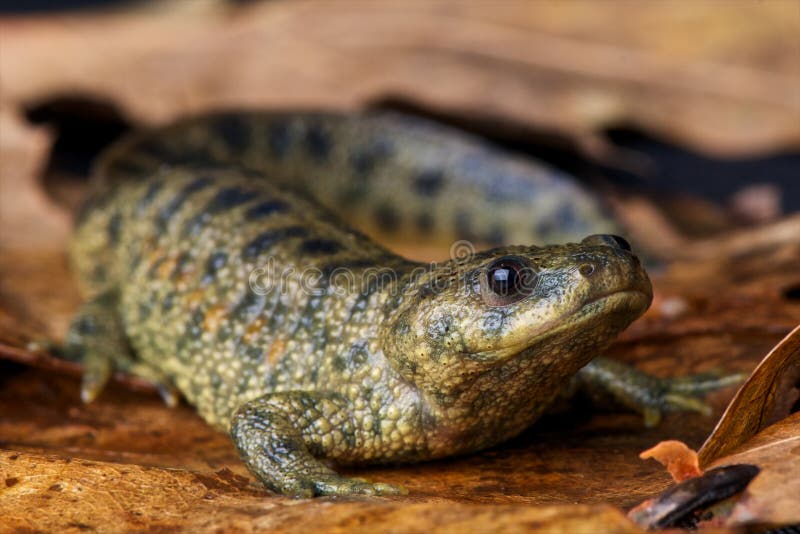 Spanish ribbed newt stock photo. Image of morocco, europe - 24142268