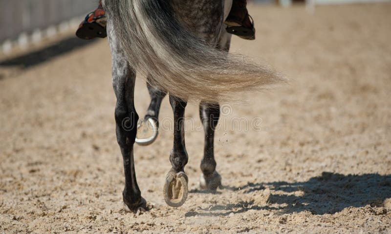 Spanish Rider and Horse Performing on an Equestrian Event Stock Photo ...