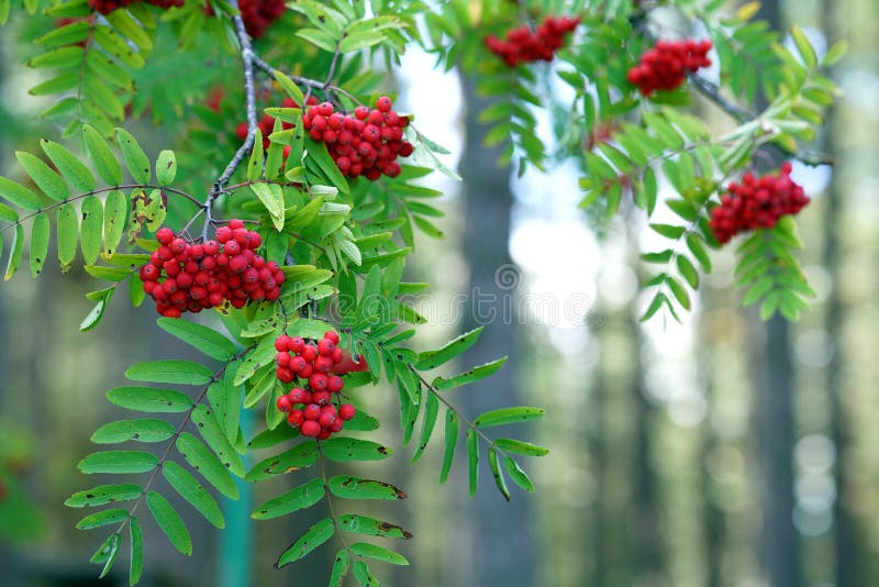 Spanish Rowan Tree with Its Red Fruits Stock Image - Image of closeup ...