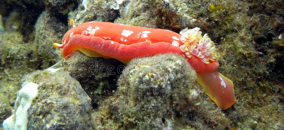 Spanish Shawl stock photo. Image of shawl, honolua, preservations - 8193490