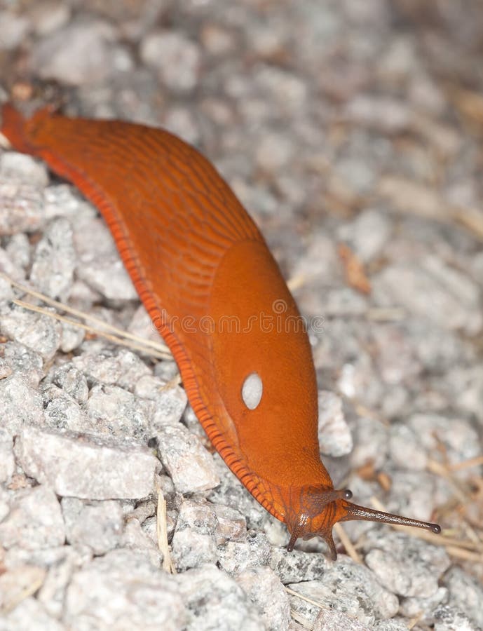 Spanish Slug, Arion Vulgaris Stock Photo - Image of close, eyes: 22655470