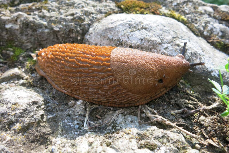 Spanish Slug Arion Lusitanicus - Arion Vulgaris, Die Spanische ...