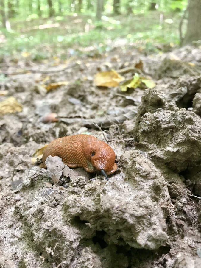 Spanish Slug - Arion Vulgaris. Slugs in Motion, on Tree Stump Stock ...