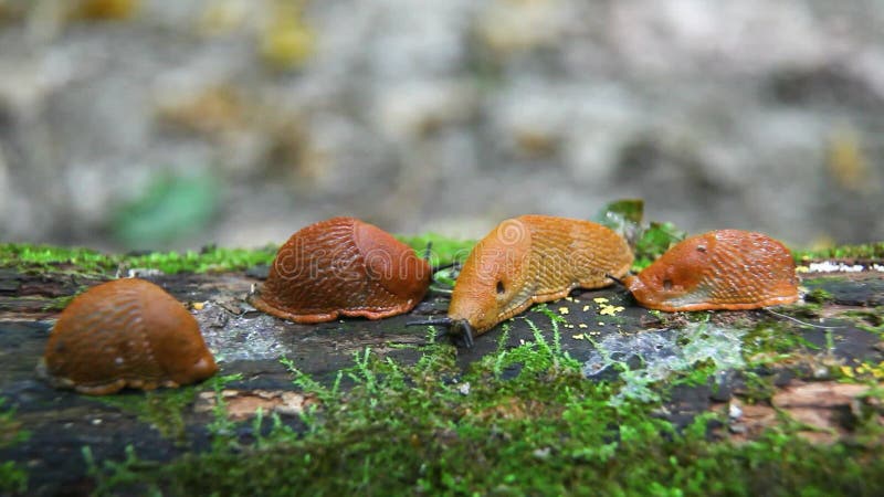 Spanish Slug - Arion Vulgaris. Slugs in Motion, on Tree Stump Stock ...