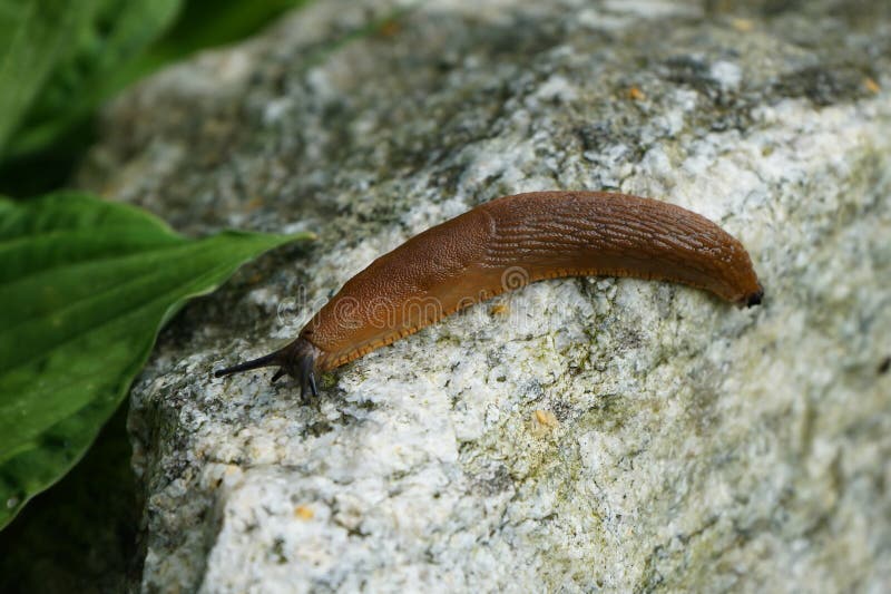 A Spanish Slug Moves Across a Rock in a Garden Stock Image - Image of ...