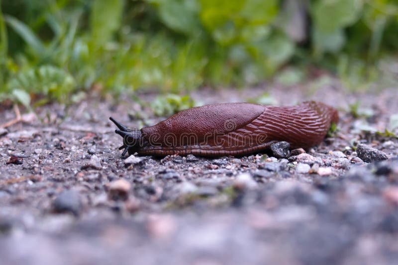 Brown Garden Slug Underway in Grass Stock Image - Image of grass, brown ...