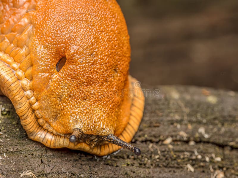 Spanish Slug Snail Crawling Stock Image - Image of rufus, control ...