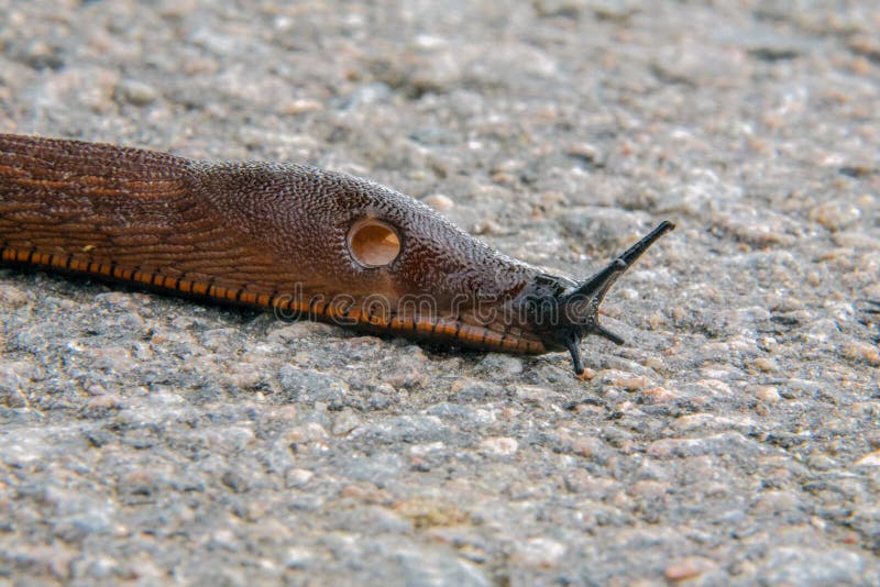 Spanish Slug Arion Lusitanicus Stock Photo - Image of gastropoda ...