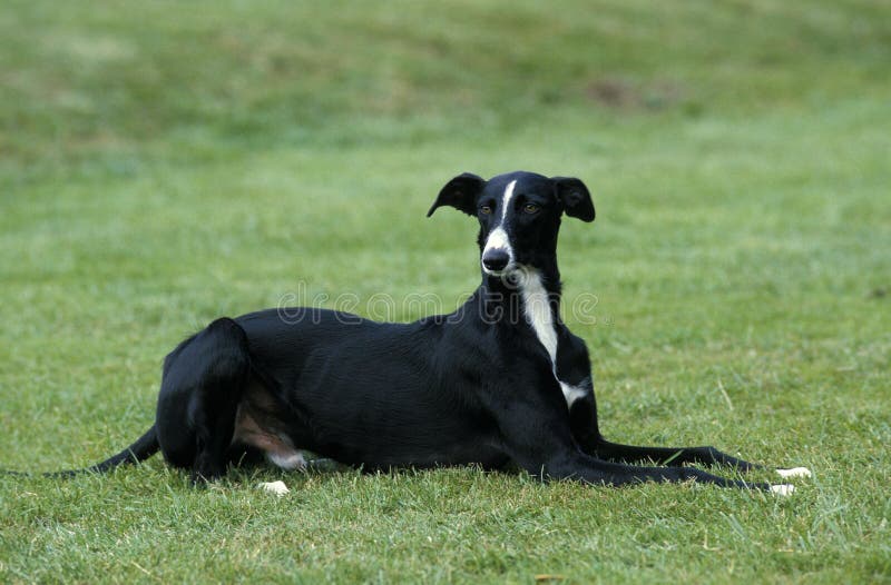 Greyhound Dog Laying Down Lokking Up Stock Photo - Image of racing ...
