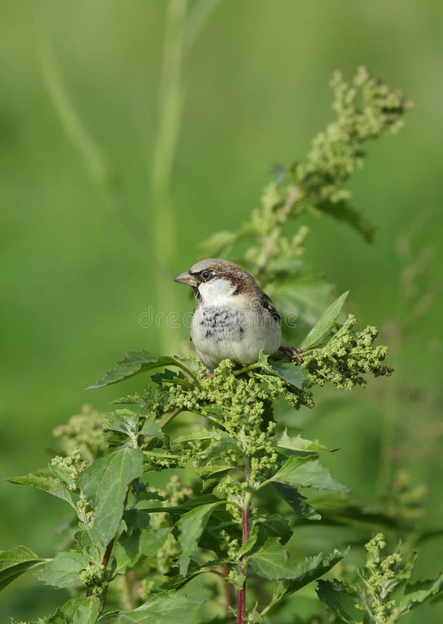 Spanish Sparrow Perched on Green Stock Image - Image of passeri ...