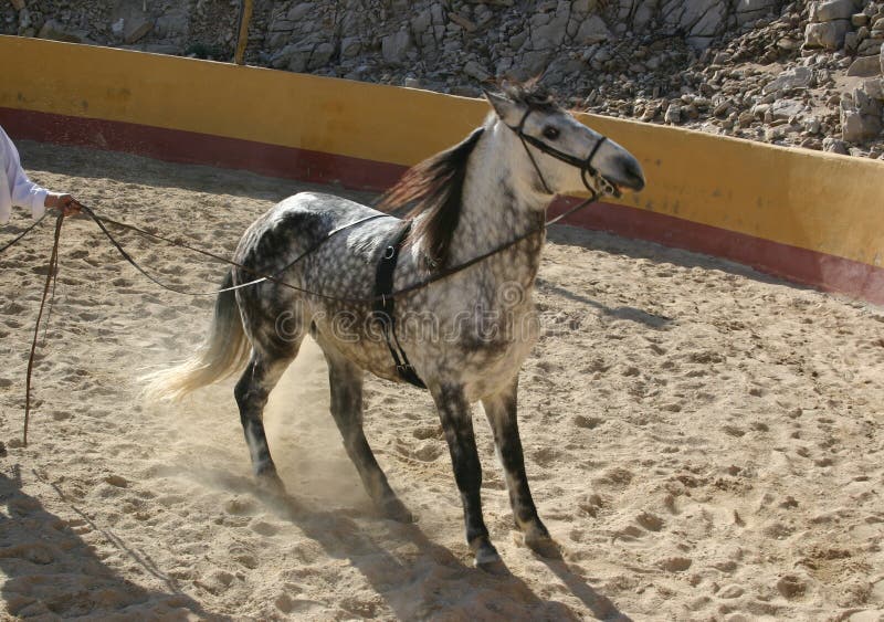Spanish stallion stock image. Image of farm, teamwork - 1722845