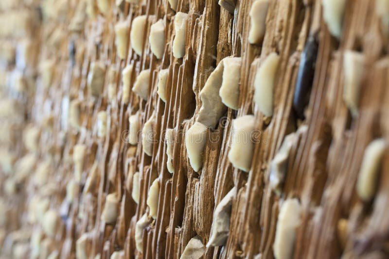 Agricultural Lithic Tool with Wooden Handle Assembled with Tendon Stock ...