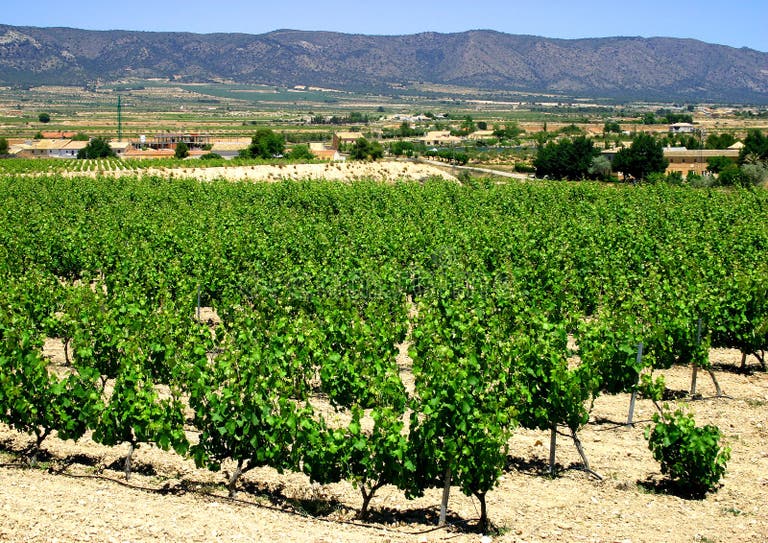 Spanish vineyard stock photo. Image of blanca, costa, vines - 4580824
