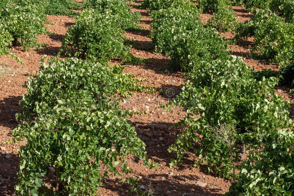 Spanish Vineyard of White Grape Strains. Stock Photo - Image of yard ...