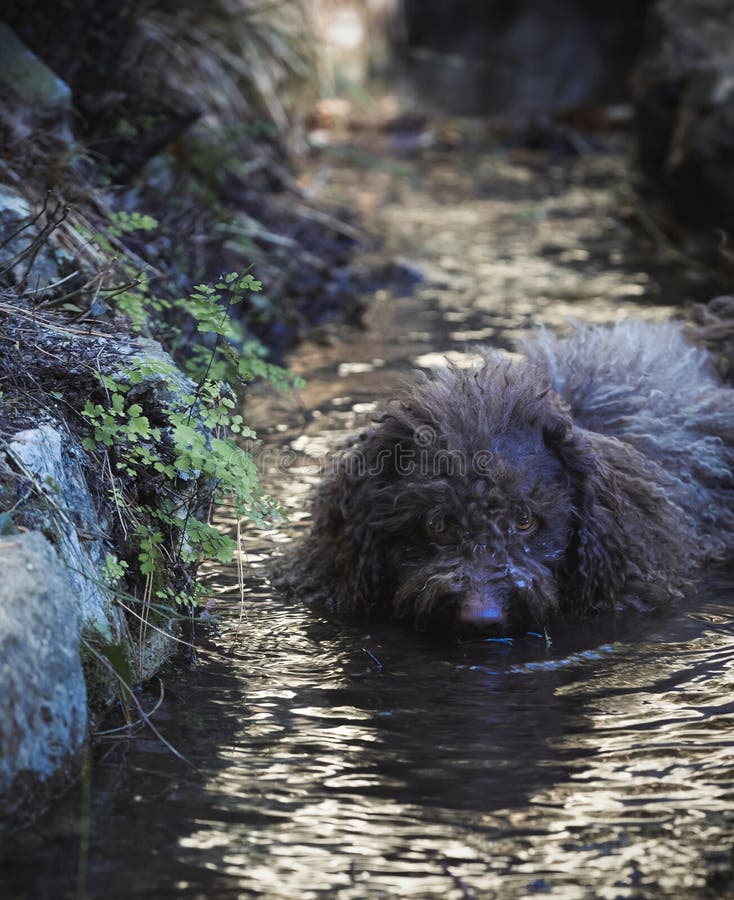 Spanish Water Dog Drinking in a River Stock Photo - Image of doggy ...