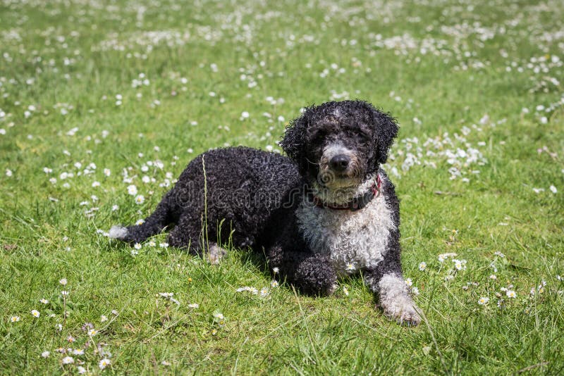 Spanish Water Dog stock image. Image of friendly, energetic - 29295841