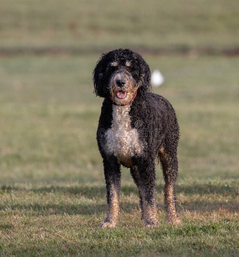 Spanish Water Dog Playing in a Park Stock Photo - Image of animal ...