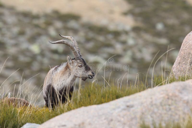 Spanish Wild Goat stock image. Image of national, european - 86747851