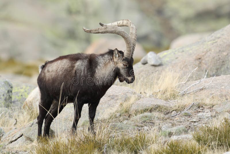 Spanish Wild Goat stock image. Image of park, peak, european - 86749821