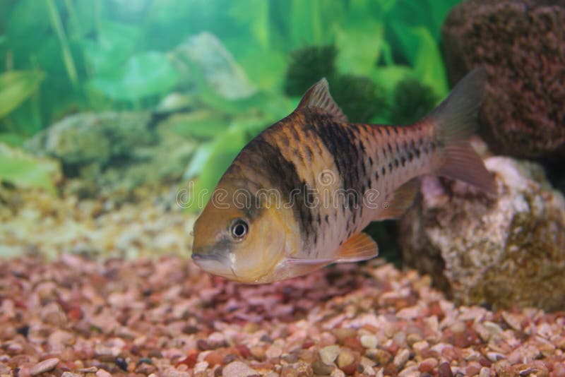 Spanner barb fish stock photo. Image of fish, puntius - 3988572