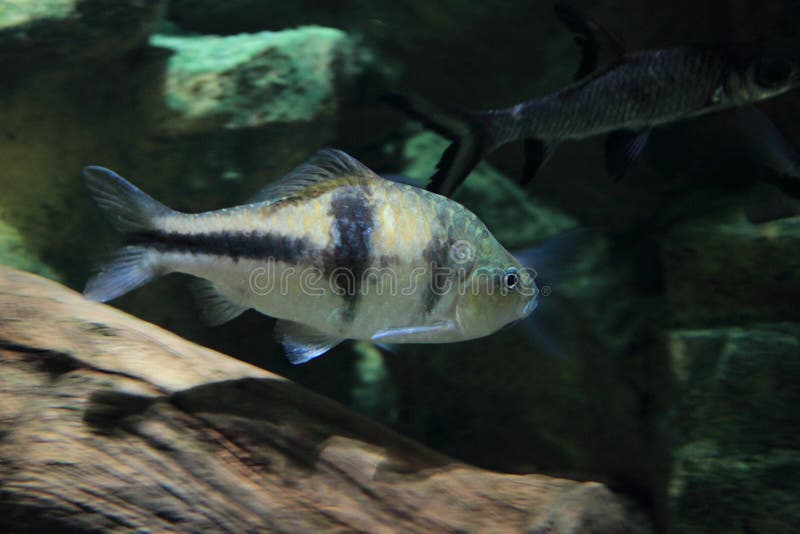 Spanner barb fish stock photo. Image of fish, puntius - 3988572
