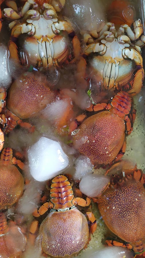 Spanner Crabs Soaked in Ice Cubes Ready To Be Processed. Stock Photo ...