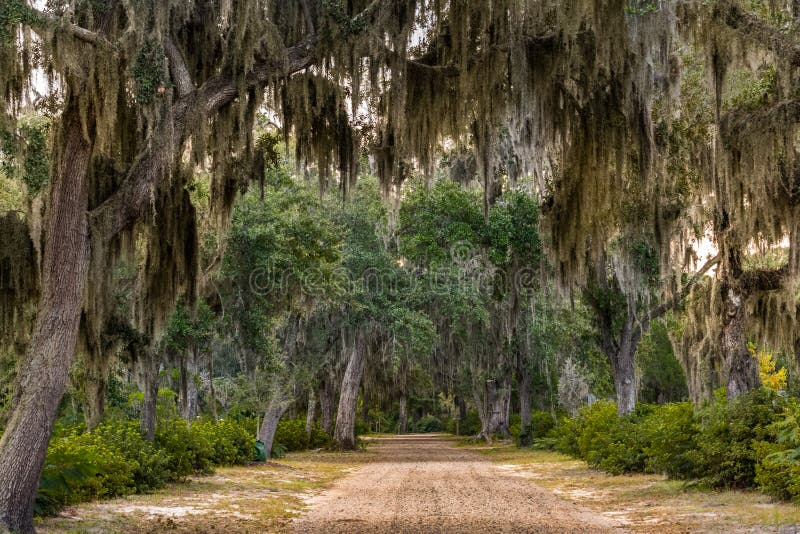 Spansk Mossa I Live Oak Trees Arkivfoto - Bild av grus, väg: 82016936