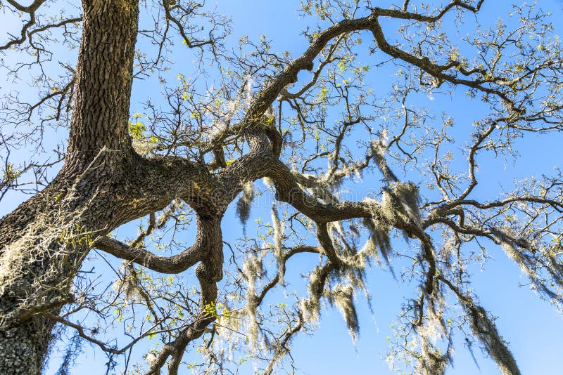 Spansk Mossa På Live Oak Tree Arkivfoto - Bild av florida, hänga: 111788900