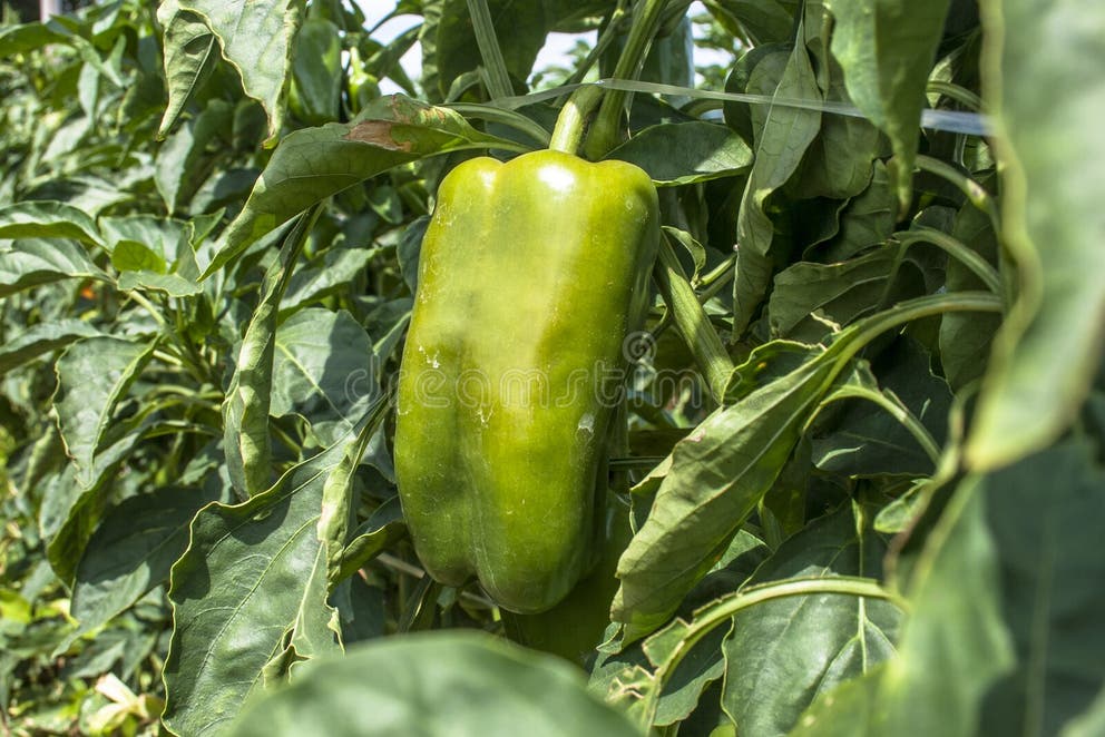 Spansk peppar arkivfoto. Bild av kultur, löv, affär, brasilien - 91282114
