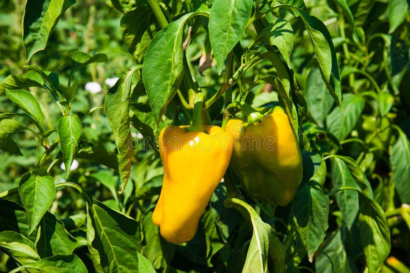 Röd spansk peppar på trä fotografering för bildbyråer. Bild av ...