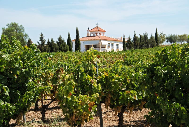Spansk vingård, Montilla fotografering för bildbyråer. Bild av ...