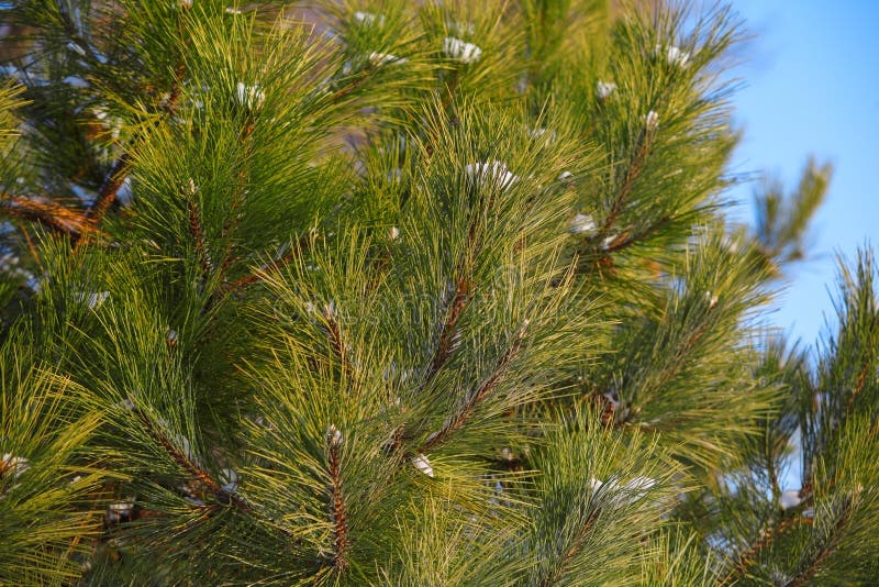 Spar stock foto. Image of sneeuw, altijdgroen, bomen - 109602586