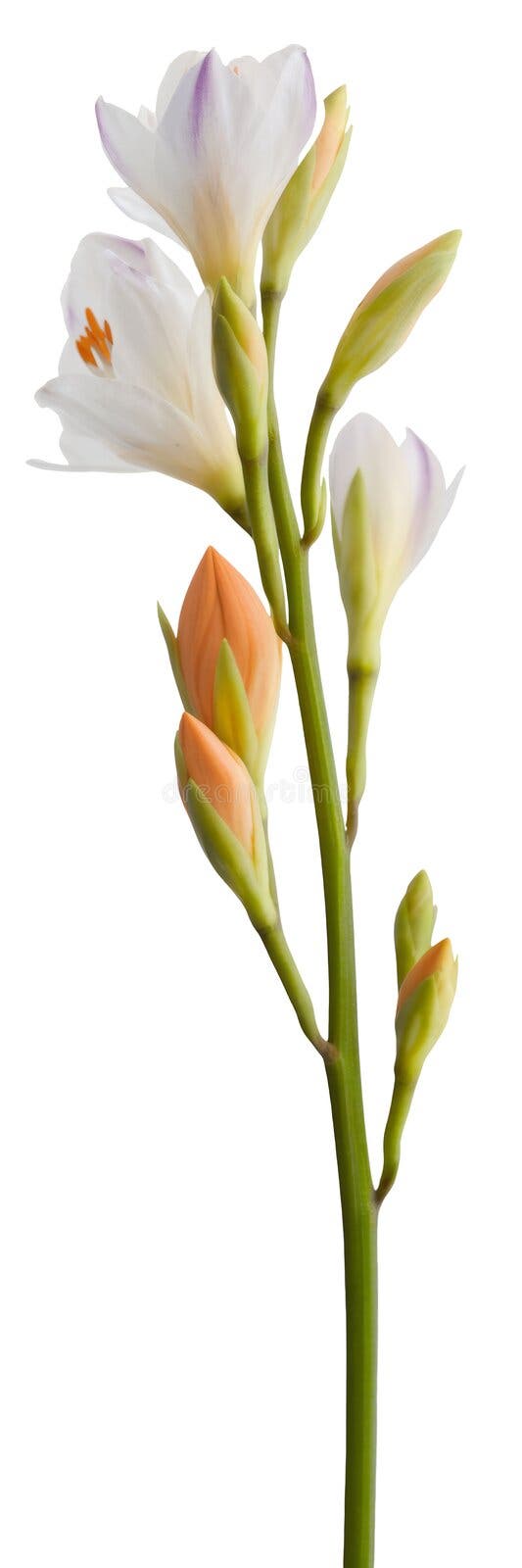 Sparaxis Flower Stem Isolated on White Background Stock Illustration ...
