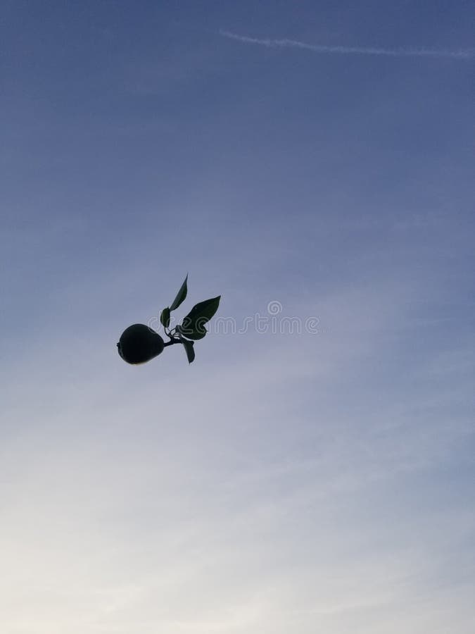 Spare a pear in the air stock photo. Image of sunset - 162258024