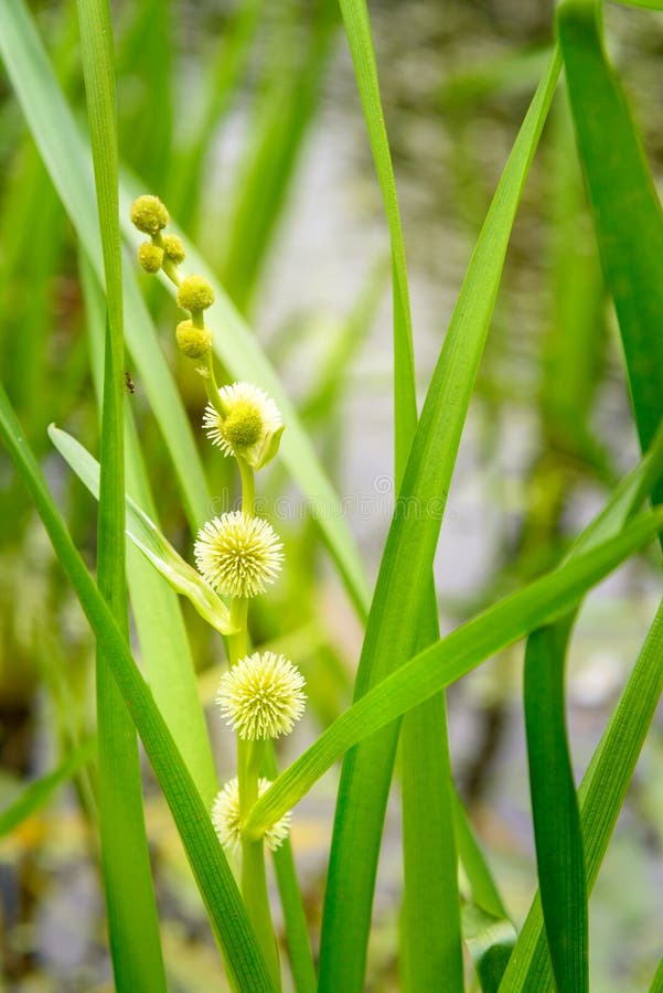 Sparganium emersum flower stock image. Image of perennial - 75697107