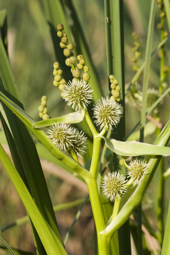 Sparganium erectum stock image. Image of macro, plant - 16541877