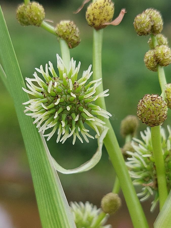Sparganium erectum stock image. Image of sedge, marginal - 254775159