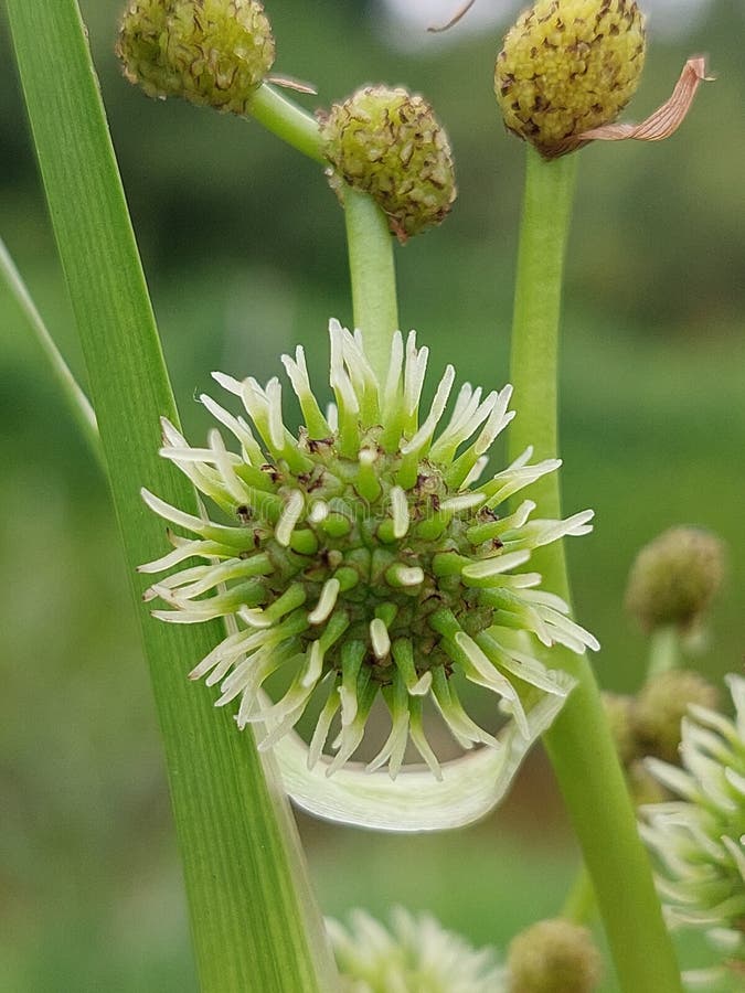 Sparganium erectum stock image. Image of plant, knob - 254775181