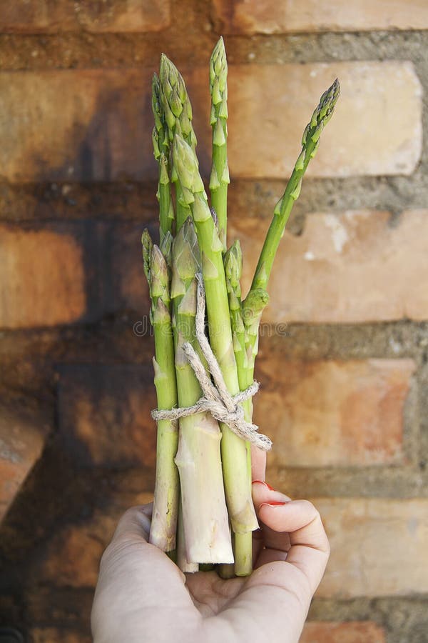 Spargel stockbild. Bild von nave, frisch, vegetarisch - 25030983