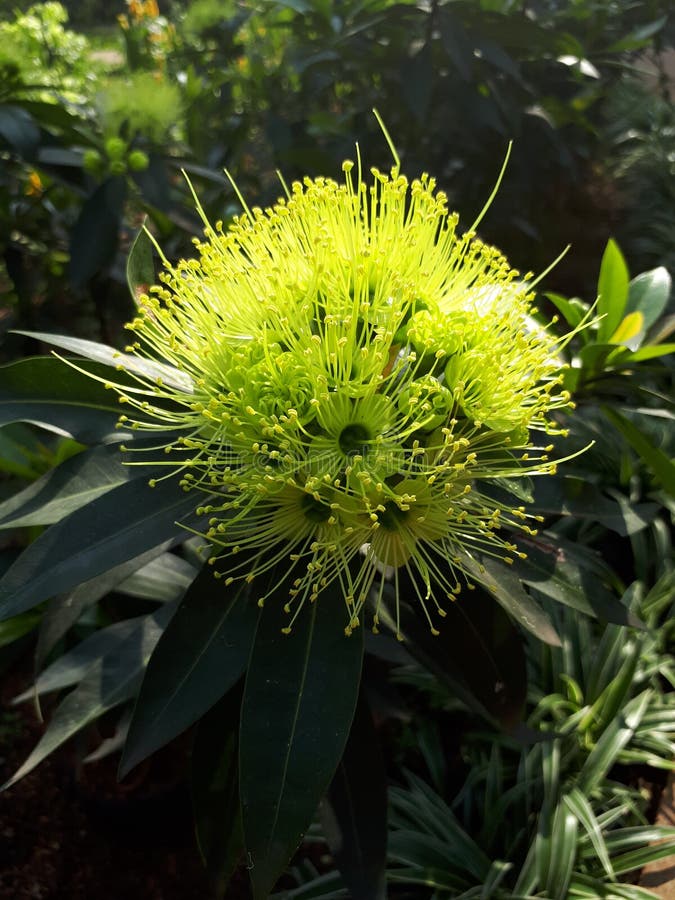 Spark flower stock photo. Image of morning, nature, flower - 125882902