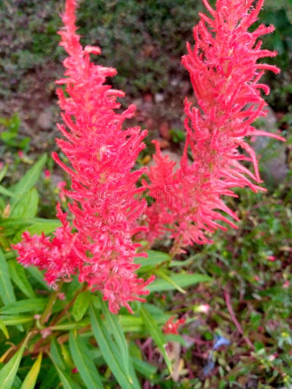 The Sparkle Seen in the Flowers Stock Photo - Image of sparkle, flowers ...