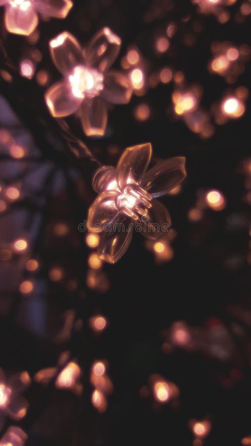 Sparkling flower stock photo. Image of petal, lighting - 206069826