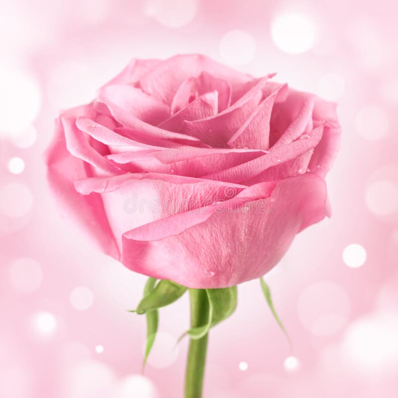 Sparkling Pink Rose on Background Stock Photo - Image of petal, flora ...